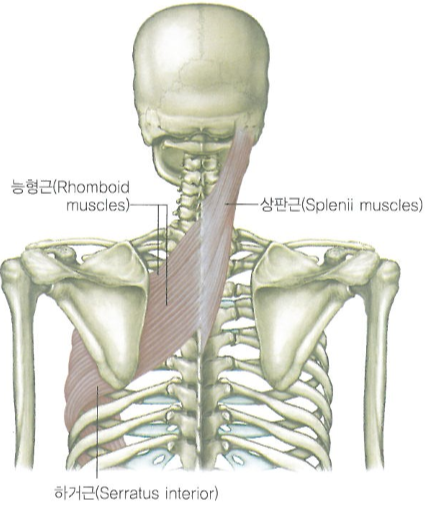 동천동pt 근막경선 해부학 자세 분석 및 치료아나토미 트레이닝 6장 나선선1 네이버 블로그